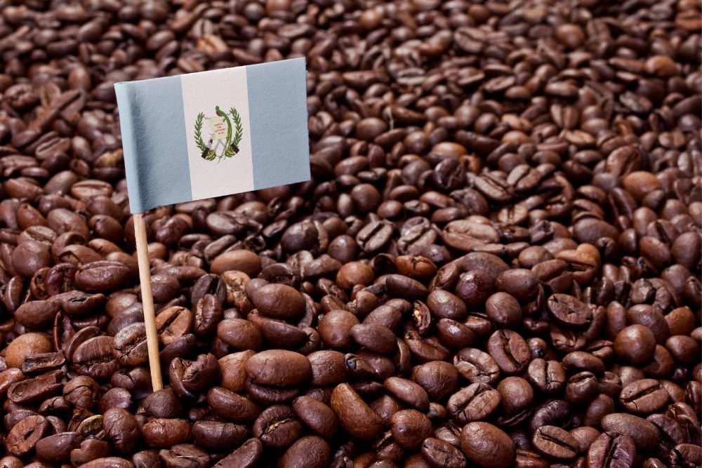 Experiencing The Best Guatemalan Coffee